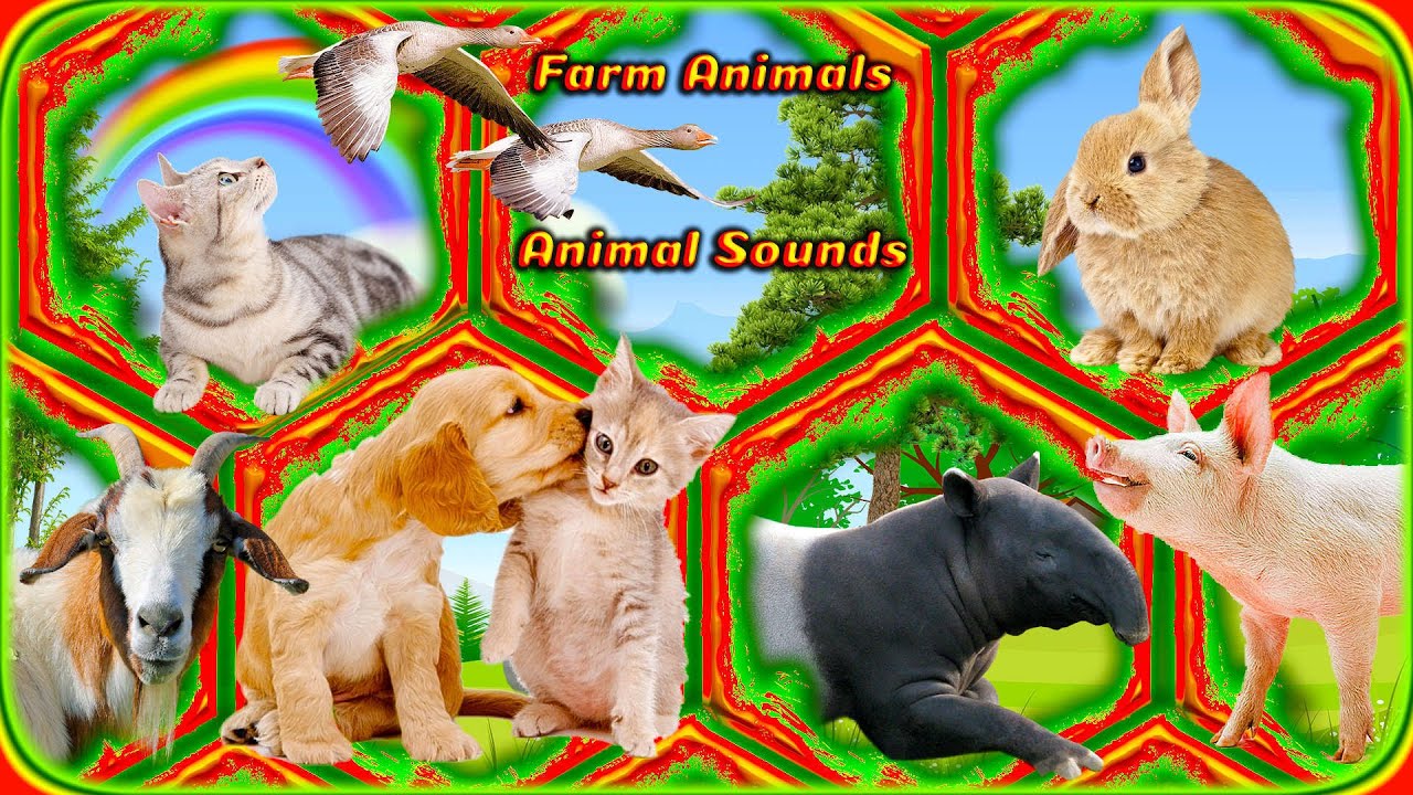 Farm Animals • Animal Sounds • Turkey, Goat, Calf, Cow, Cat, Rabbit ...