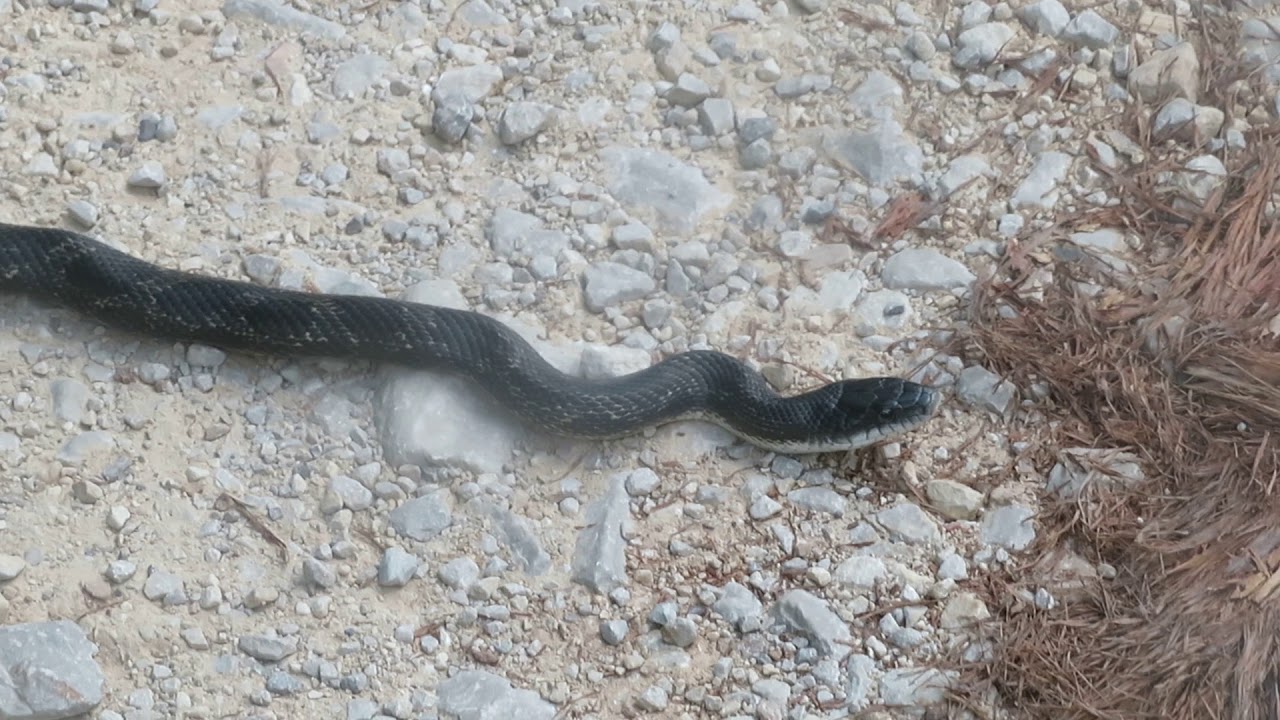 Kentucky Eastern Gray Rat Snake - YouTube