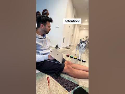 Sapphie the pomsky wants attention - YouTube