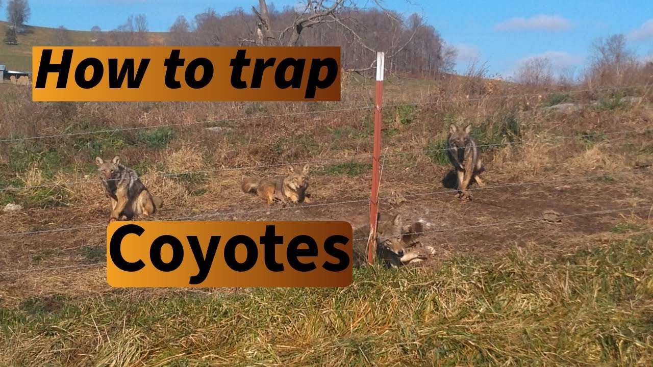 How to Trap Coyotes with foot traps - YouTube