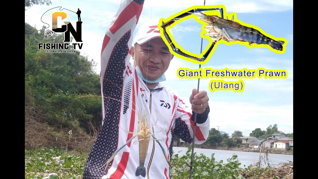 Ulang- Giant Freshwater Prawns: Philippines - YouTube