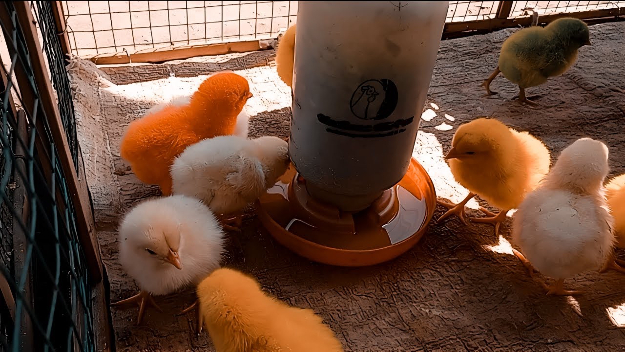 Cute Chicken Videos Video Paling Lucu | Kumpulan Ayam Imut Warna Warni ...
