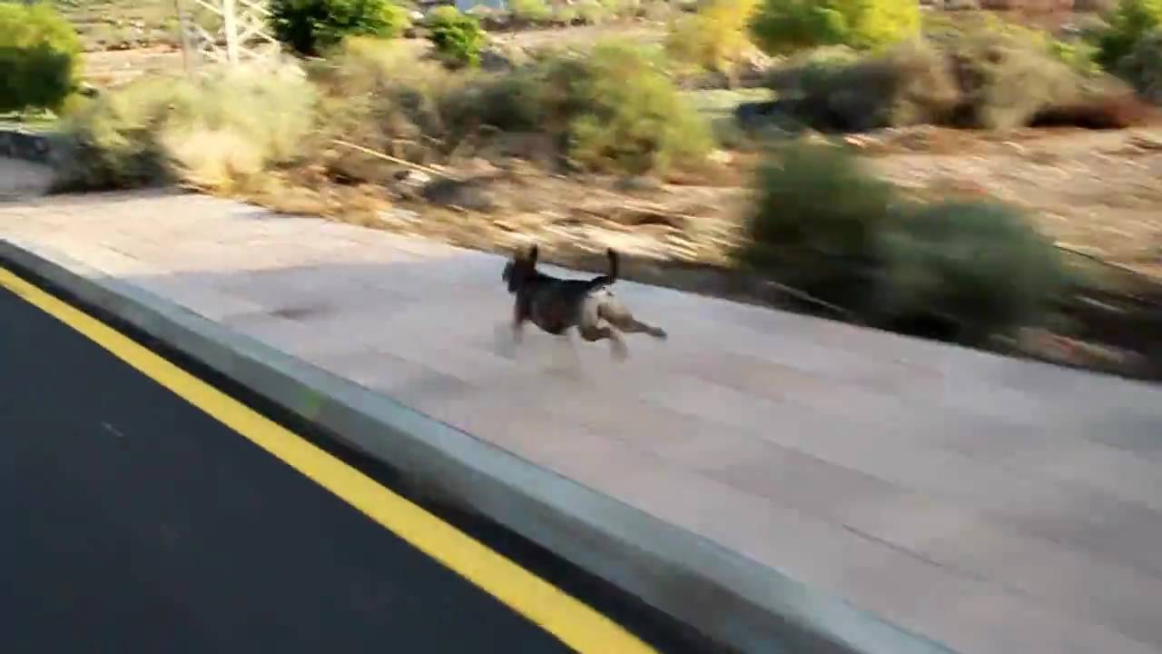 My dog Lucas running, taken with Canon 500D and Sigma 18-250 - YouTube