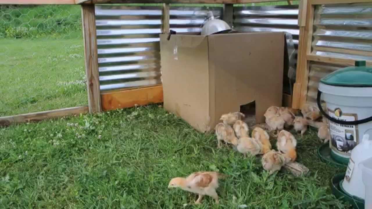 Pasture Raised Freedom Ranger Chickens - Week 2 - YouTube