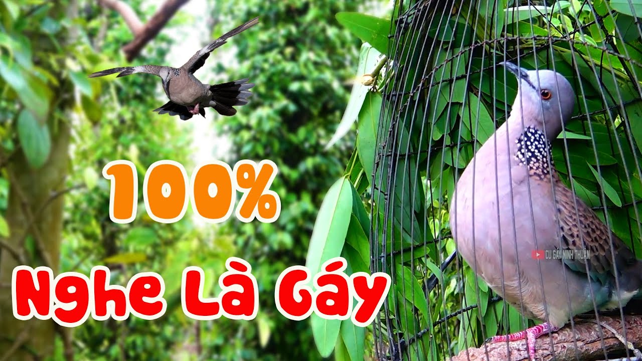 CHIM CU GÁY Giọng Hấp Dẫn ĐỦ BÀI [GÁY GỌI,THÚC,GÙ ]Kích Bổi Nhanh Nổi.Cu Gáy.Cu Đất,Cu cườm/ H56 ...