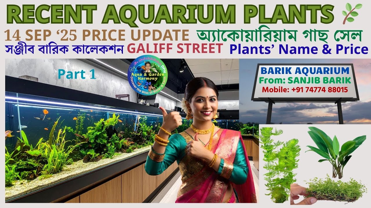 RECENT AQUARIUM PLANTS & BETTA FISH PRICE | GALIFF STREET KOLKATA ...