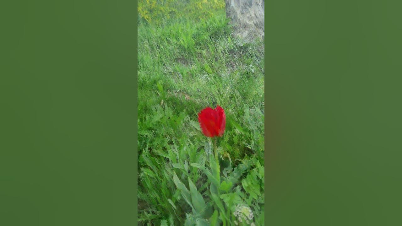 마음의 빛깔에서 비롯된다 진심으로 당신의 삶을 응원합니다 Youtube