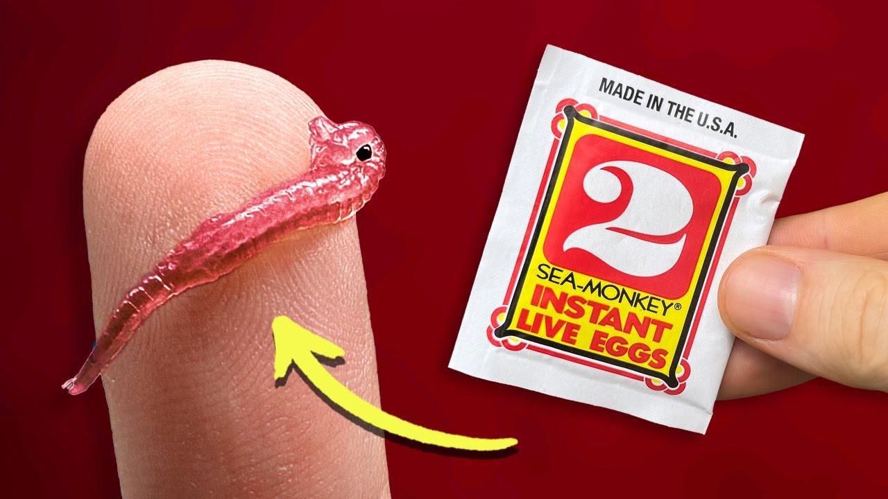 Sea-Monkeys Instant Live Eggs | Packet Experiment Series: Video 2 - YouTube