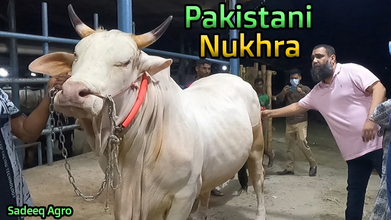 pakistani nukhra in sadeeq agro 2021 | sadeeq agro 2021 collection ...
