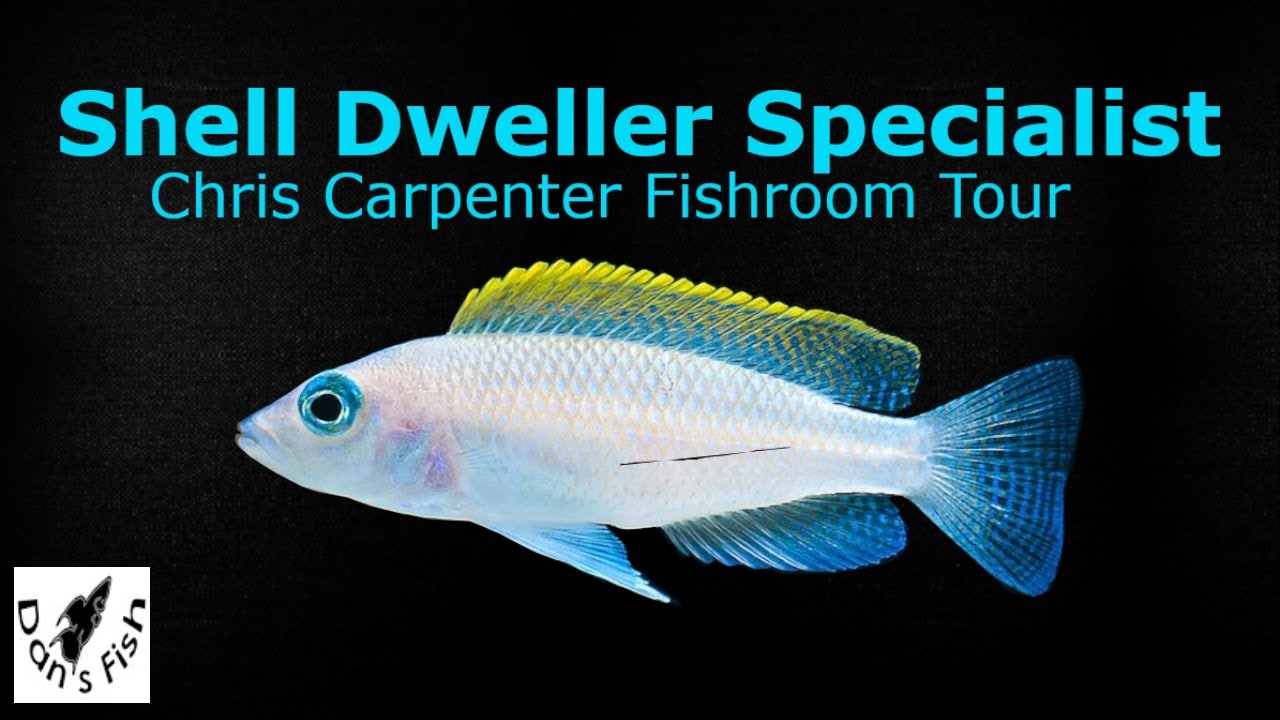 Shell Dweller Cichlid Fishroom Tour w/Chris Carpenter - YouTube
