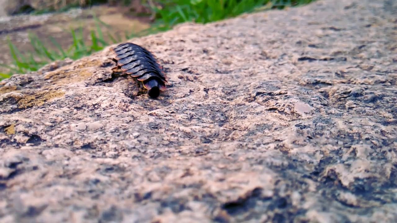 Alien|Stranger insects |Stranger things|DP BOX|Insect|Alien insect ...