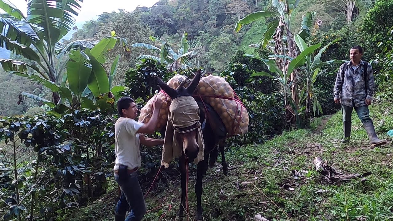 Trabajador cargando una mula parte 2 - YouTube