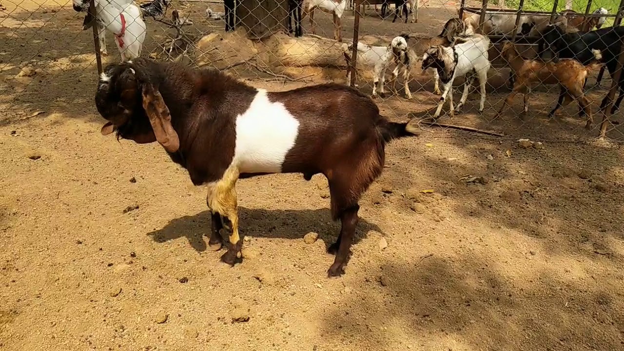 TAJ GOAT FARM RANI GOAN MALE TOTAPARI GOAT - YouTube