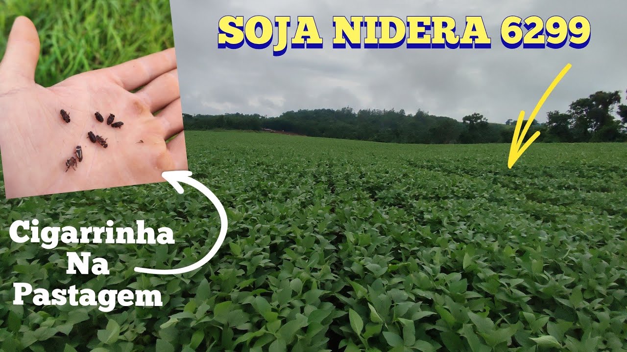 Ataque de cigarrinha na pastagem, mostrando a soja Nidera 6299 - YouTube