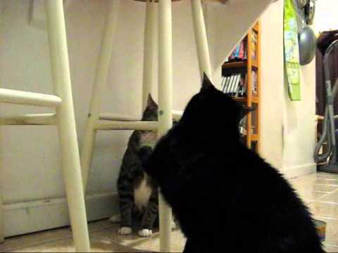 Kitty Cat Smackdown Part I - YouTube