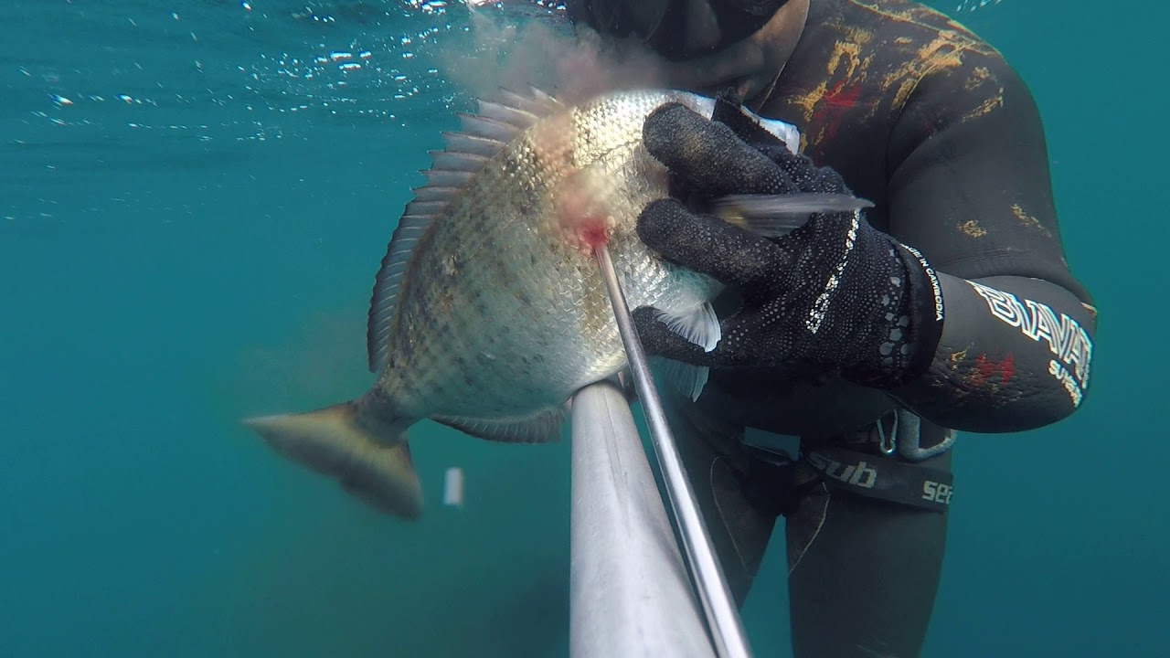 Pesca sub Catania ieri pomeriggio un bel Sarago pizzuto in mezzo alla ...