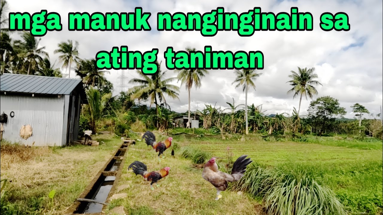 Mga manuk nanginginain sa ating taniman - YouTube
