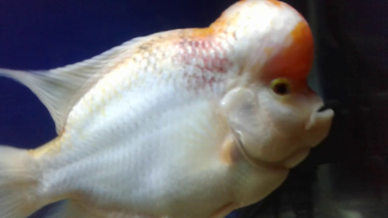 Lohan golden base - YouTube