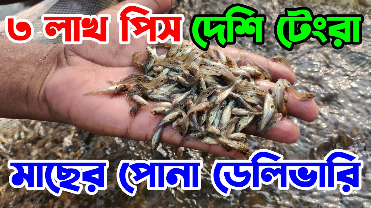 উন্নতমানের দেশি টেংরা মাছের পোনা। Striped Dwarf Catfish Seeds. - YouTube