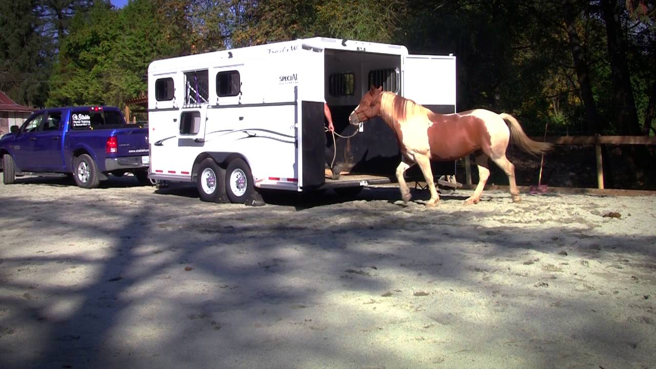 Trailer Loading a Horse Successfully - YouTube