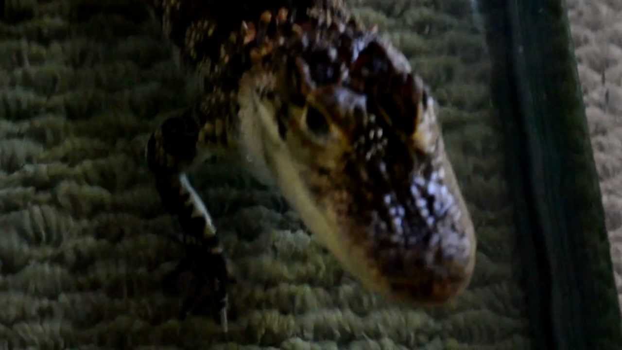 Alligator Eating Chicken!!! - YouTube