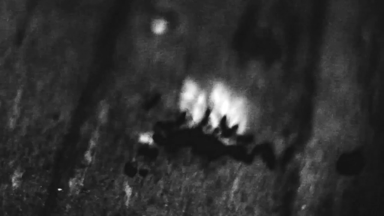 amby downs - ants at collyn's house - YouTube