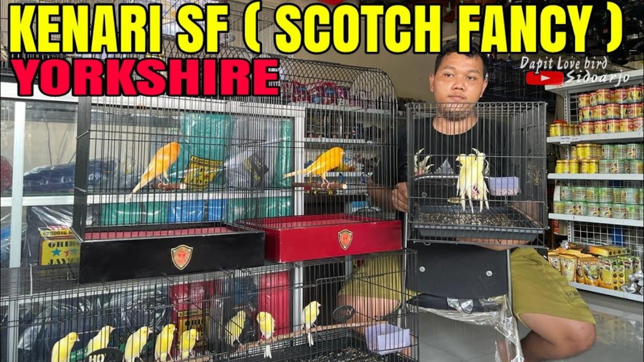 KENARI SF !!! SCOTCH FANCY & YORKSHIRE BESERTA HARGA NYA - YouTube