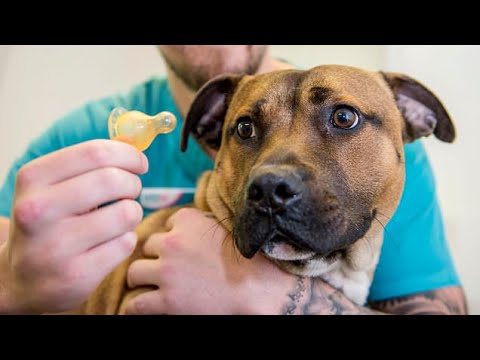 Dog has emergency surgery after swallowing baby s bottle teat