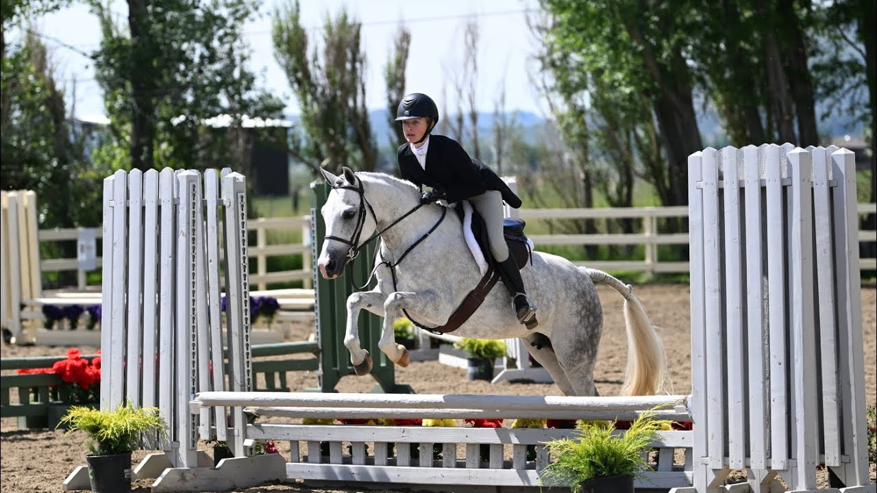 “Harley’s Skyblue Pink” medium pony hunter mare. Showing and hacking in ...