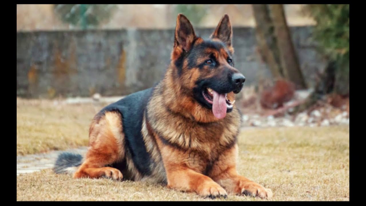 Scar Mating Nisca | 7-JAN-2021 | SCAR`s Mating | Stud | Germen Shepherd ...