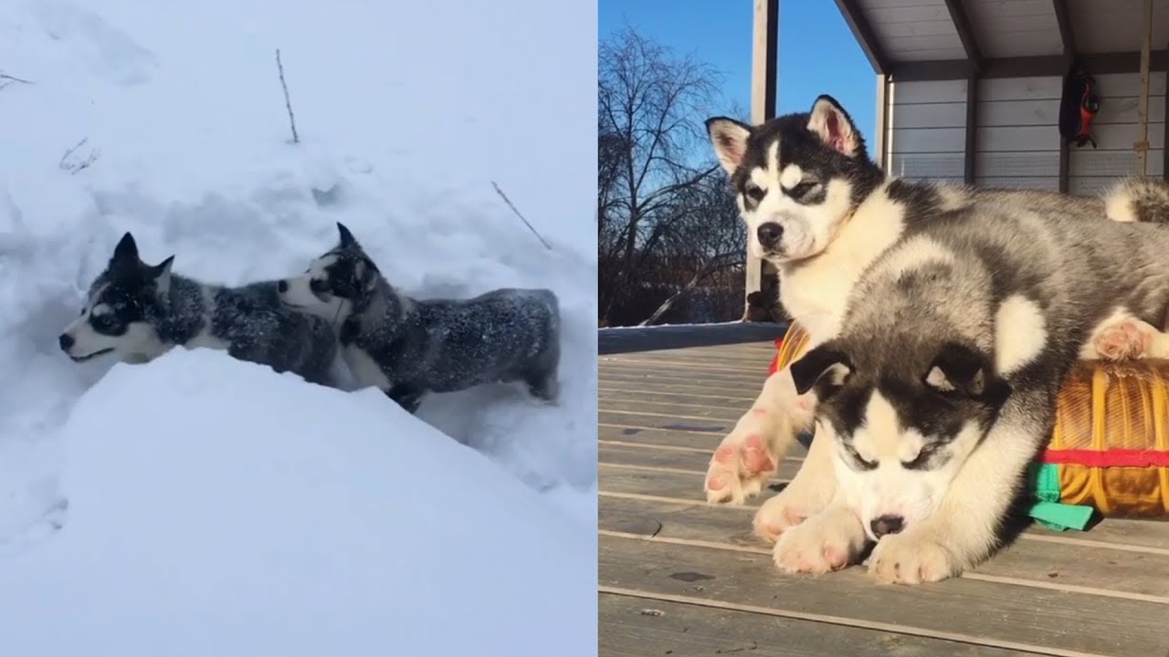 Cute Husky Puppies Fighting in Snow | cutest fight ever - Cute Puppy ...