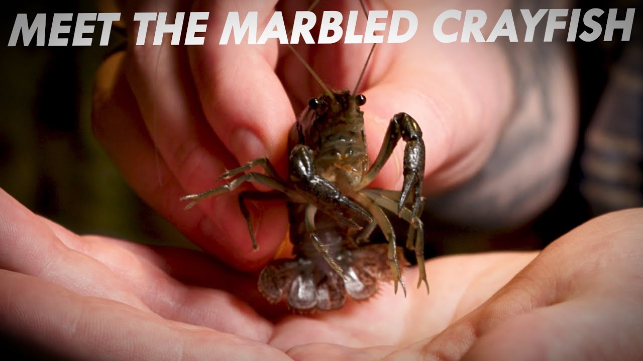 Meet the Marbled Crayfish | Great Lakes Now - YouTube