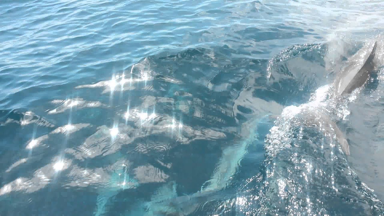 Delfines en Mochima Venezuela #4 - YouTube