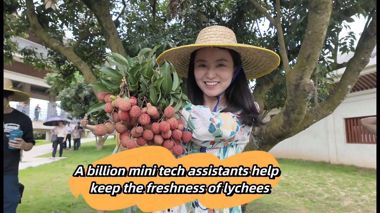 A billion little tech assistants help preserve freshness of lychees ...