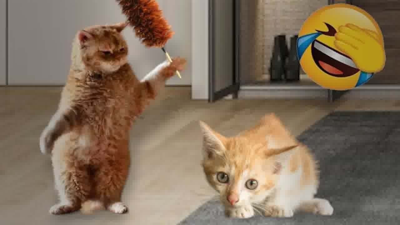 Funny Cats That Make Your Heart Flutter - Latest Funny Animals 2024 🤣 ...