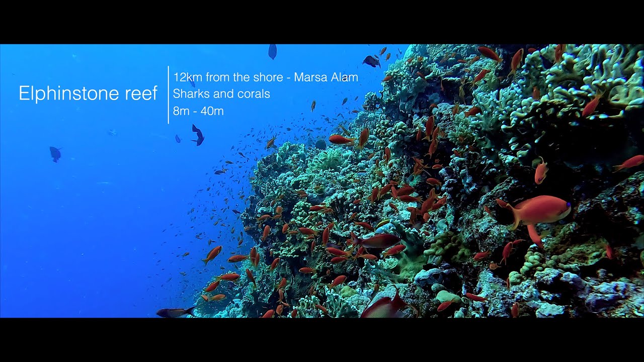 Elphinstone reef | Diving in Egypt - Red Sea | Plongée en Egypte 4K ...