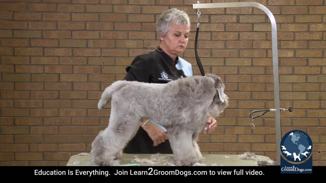 Free Preview: Grooming a Silver Poodle Like a Kerry Blue - Chest Goatee ...