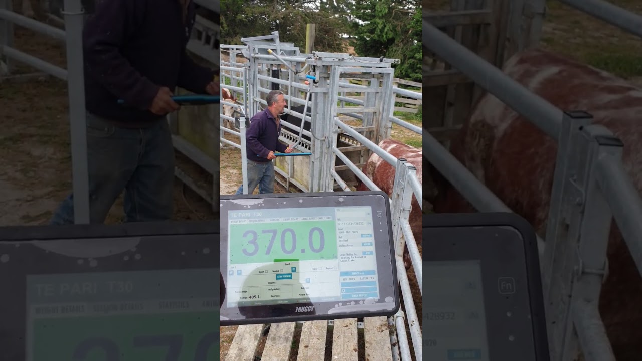 Weighing cattle with the NEW Te Pari T30 Wireless Scale system - YouTube