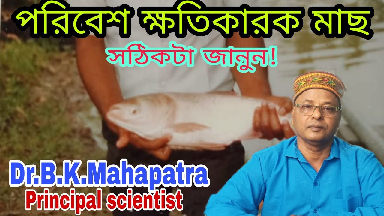 Invasive Alien Fish Species of India #aquatic #ecosystem - YouTube
