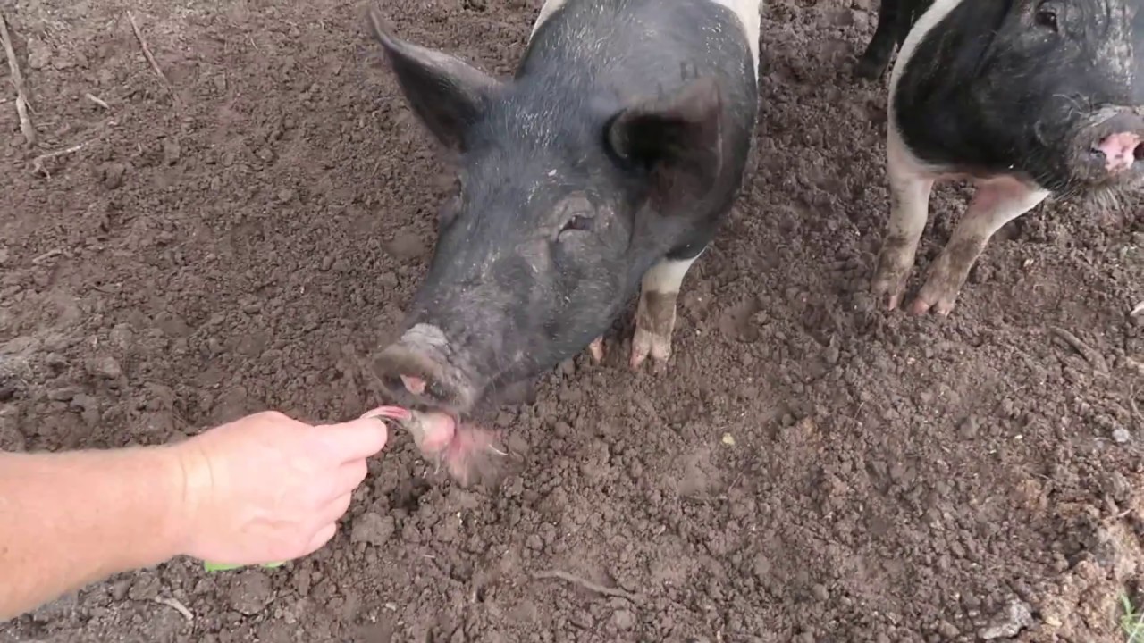 The Pigs and the Mangel Beets Update - YouTube