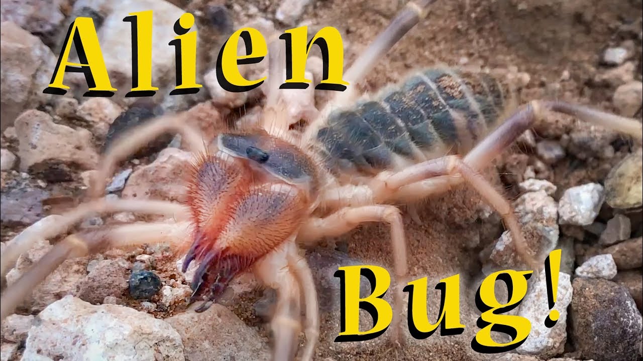 SOLIFUGID / CAMEL SPIDER - Defending nest against human - YouTube