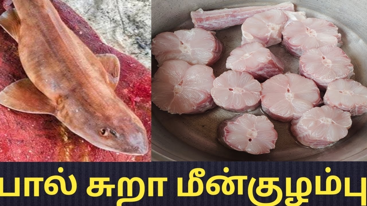 SHARK FISH KULAMBU || Paal Sura Cooking in Home ||Meen Kulambu || Shark ...