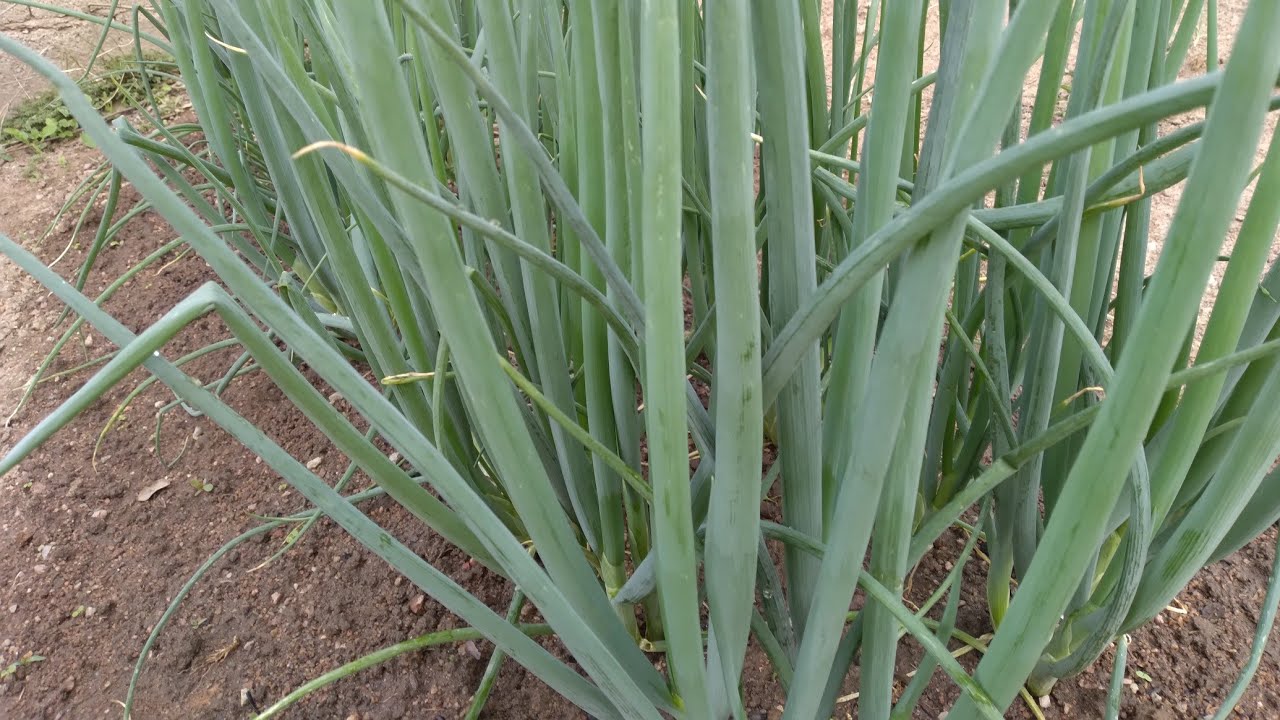 Cebolinha cheiro verde, como deixar ela grossa, três formas de plantio ...