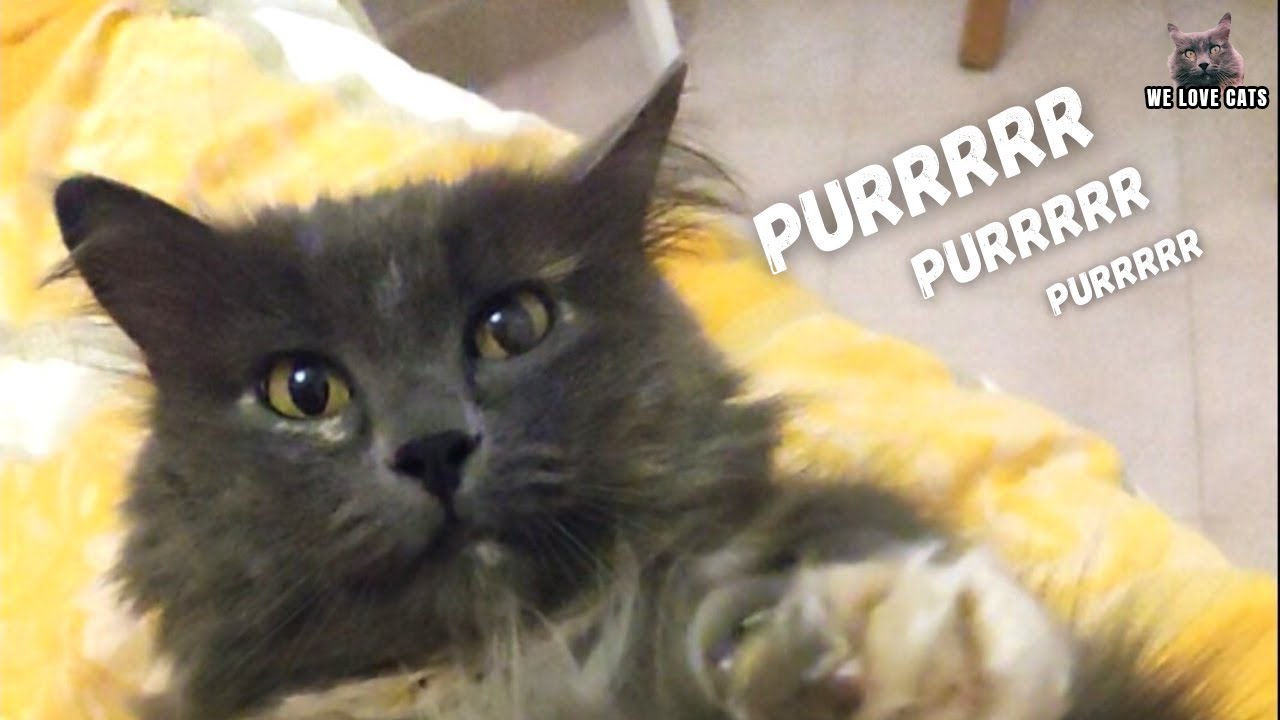 Gatto che fa le Fusa - Suono Rilassante | Fusa di Gatto Asmr - By "We ...