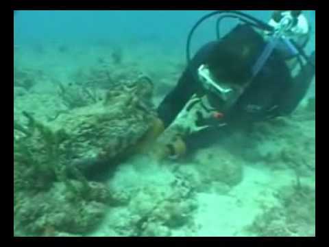 the original Lobster Lasso™ Catching lobster in Hollywood, FL - YouTube