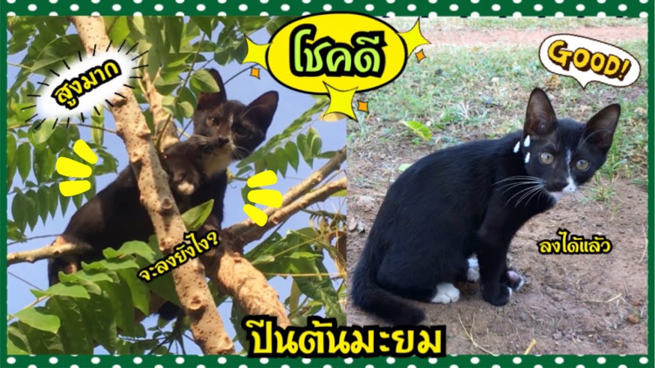 CAT || โชคดีปีนไปอยู่บนยอดต้นมะยม || Aui & Cat - YouTube