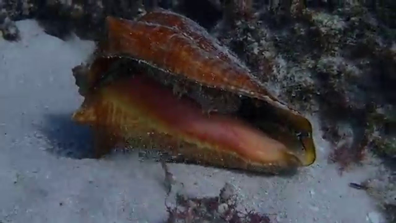 Conch on the move - YouTube