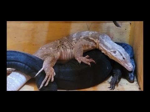 "Exclusive Water Monitor Breeding Projects Continue!-Double het Albino ...