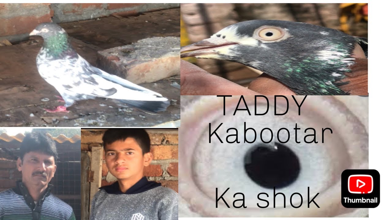 # Taddy kabootro ka shok Belicharna canal head (Mr, Garu Sharma) Date ...
