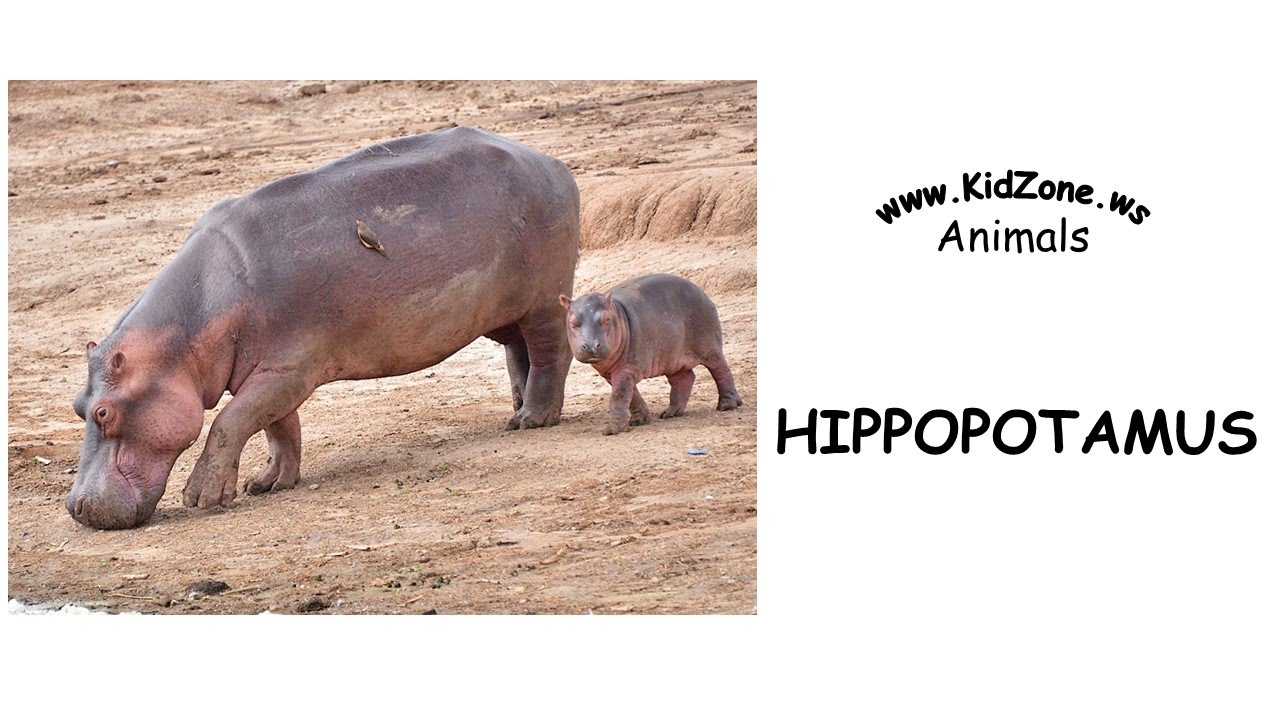 Kidzone Animals: Hippopotamus - YouTube